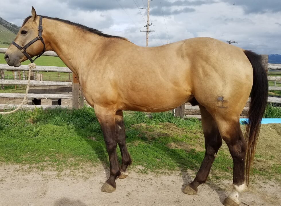 Stallions - Andrus Ranch