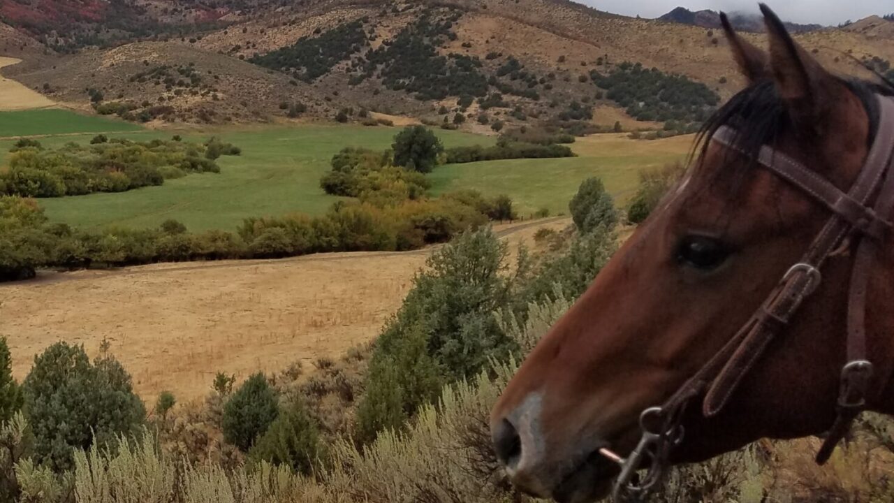 Scottish Red Baron - Andrus Ranch